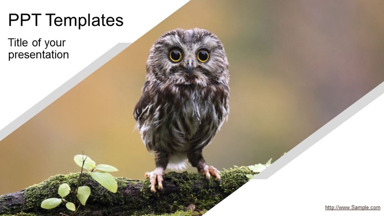 Animal Infographic Presentation Template | Google Slides Themes